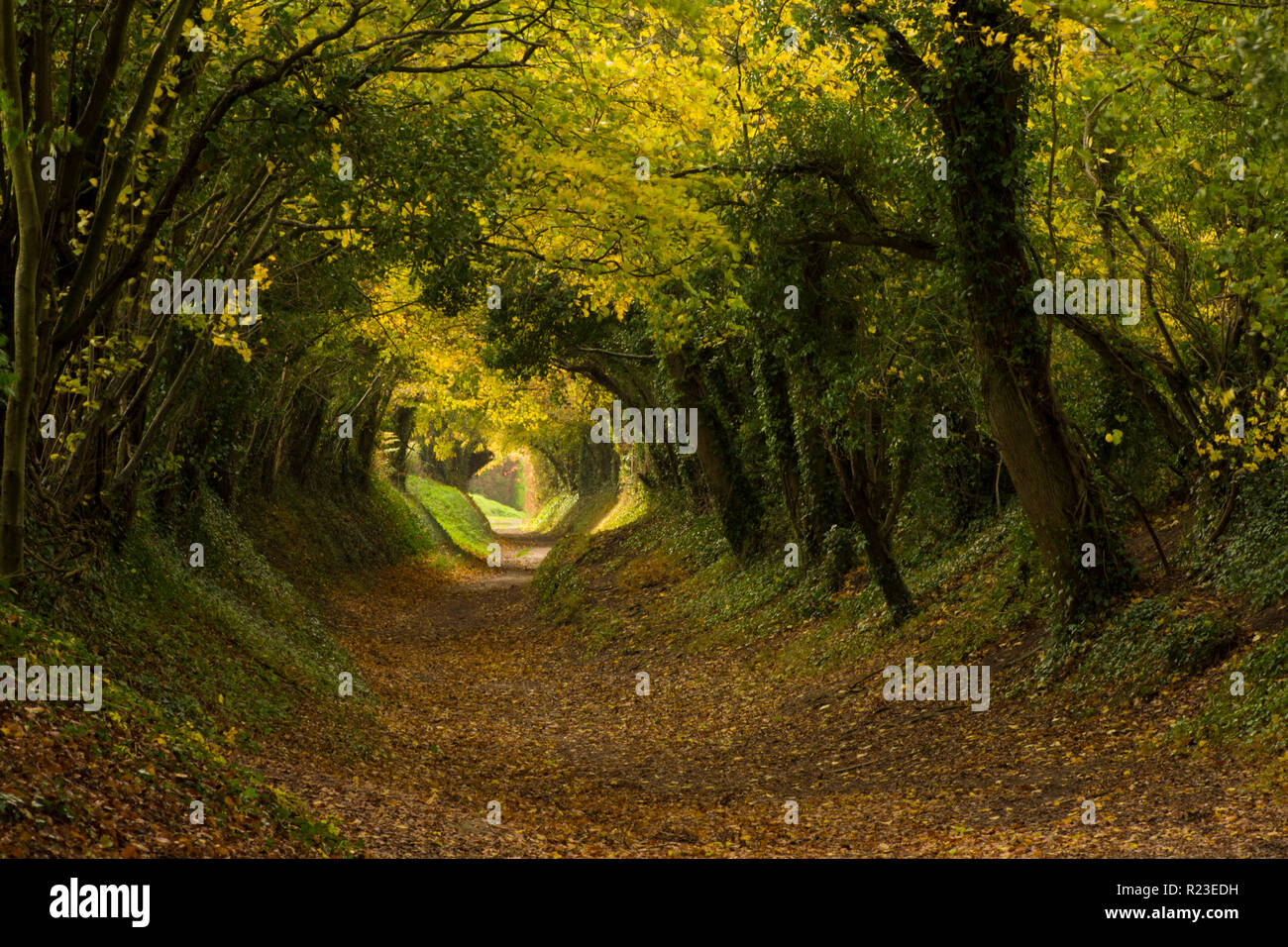 Tree tunnel, avenue, sunken lane, path, Halnaker, Sussex, UK. November ...