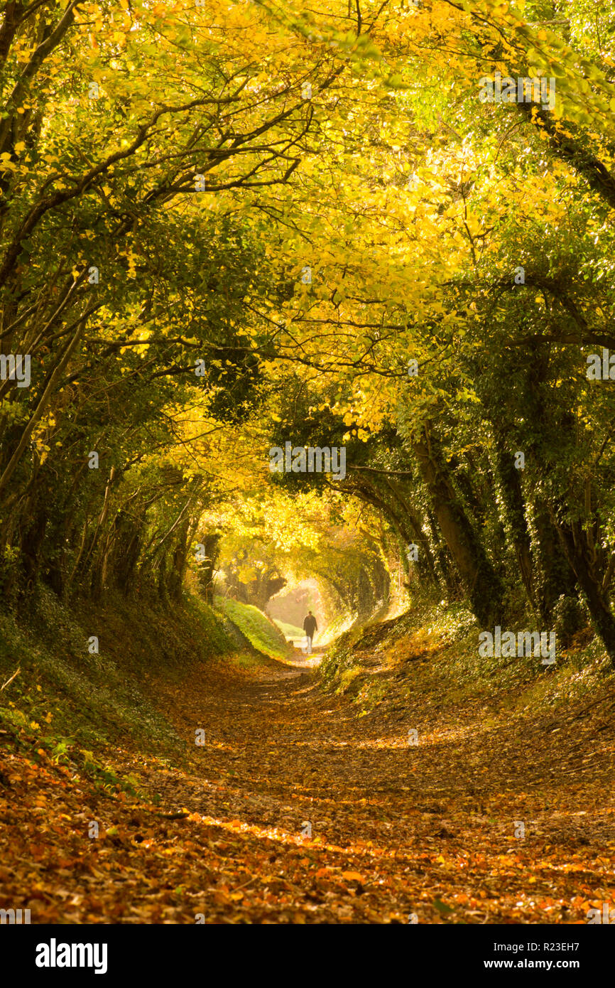 Tree tunnel, avenue, sunken lane, path, Halnaker, Sussex, UK. November ...
