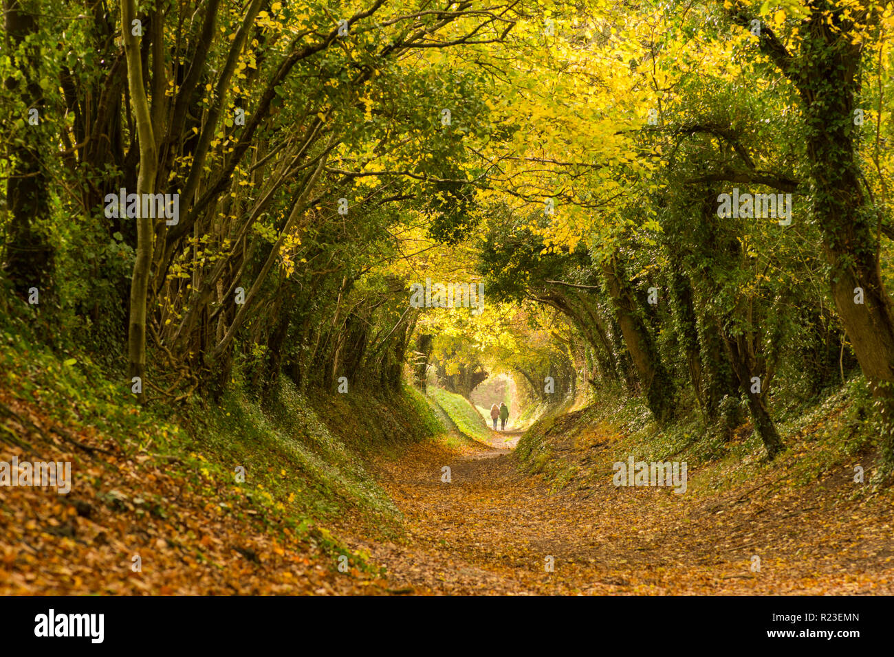 Tree tunnel, avenue, sunken lane, path, Halnaker, Sussex, UK. November ...
