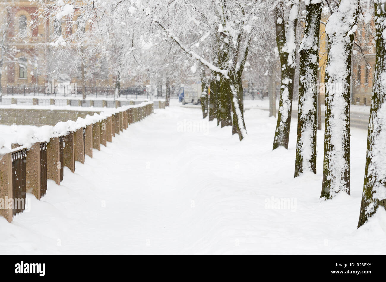 Snow-white winter in the city.The trees are covered with bright snow ...