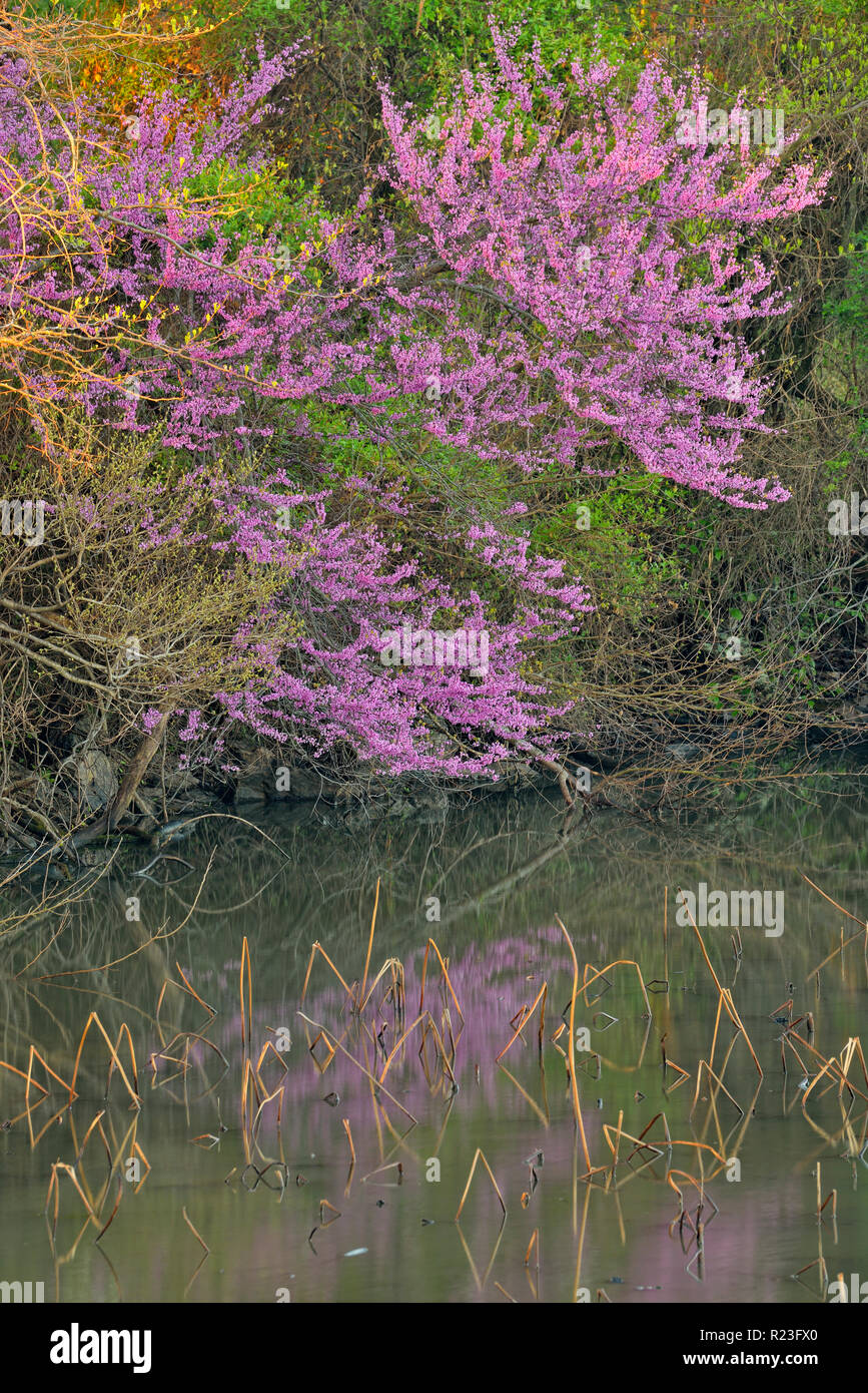 American redbud trees hi-res stock photography and images - Alamy