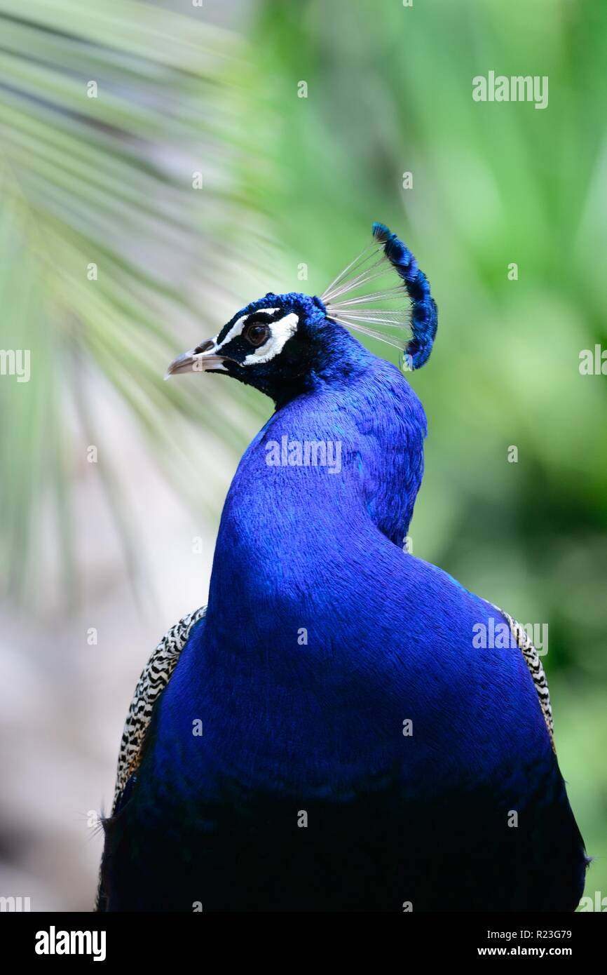 Natural shot indian peacock hi-res stock photography and images - Alamy