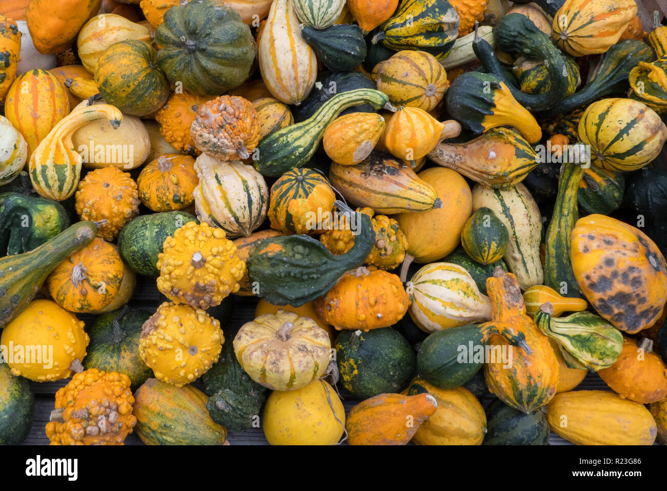 Pile of Haloween pumpkins after the holiday, slowly decaying with signs ...