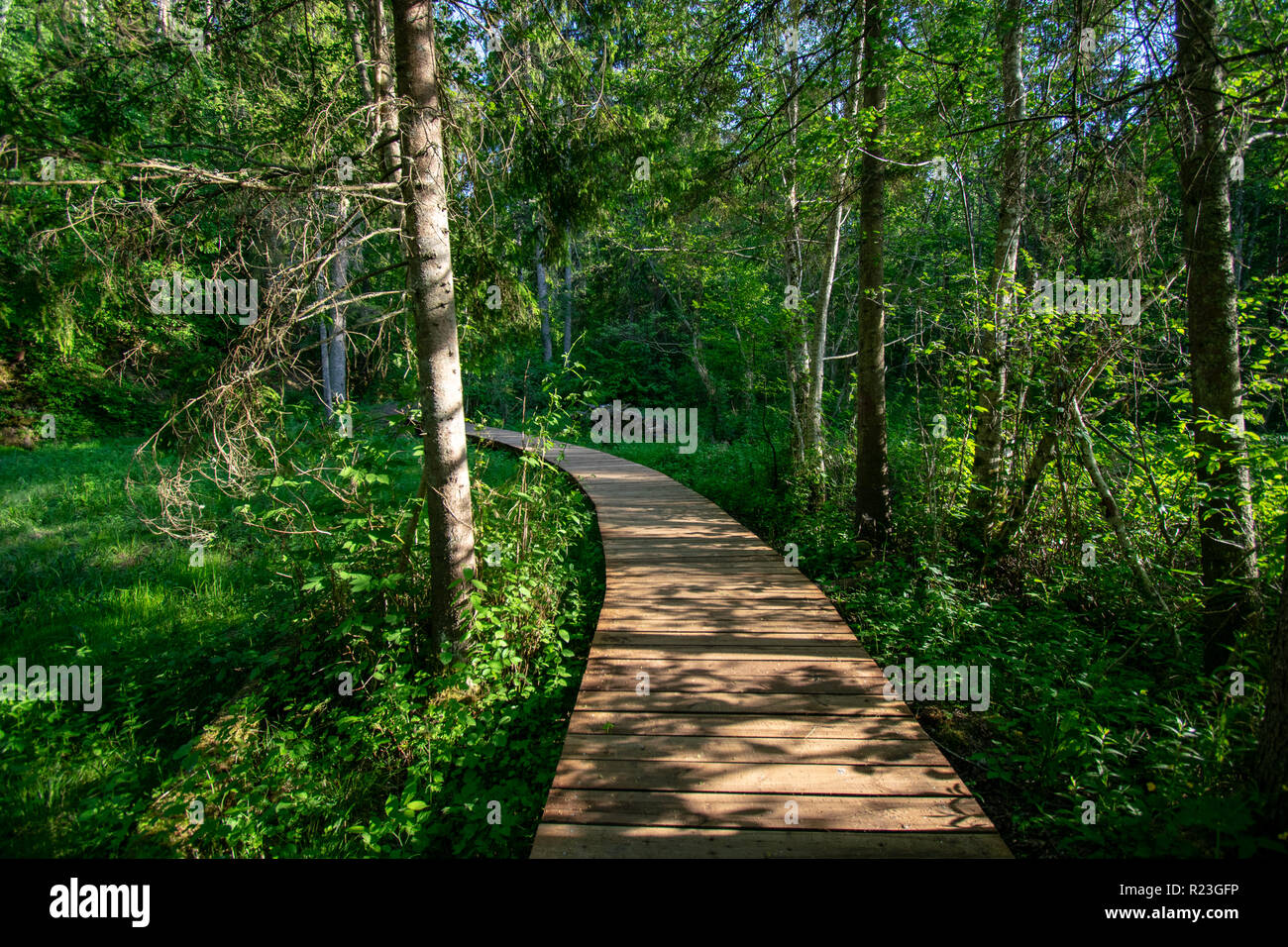 wooden and composite material foot bridge over water in green summer ...