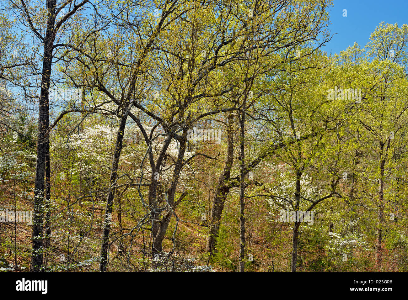 Spring foliage leafing out in deciduous trees, flowering dogwood, Ava ...