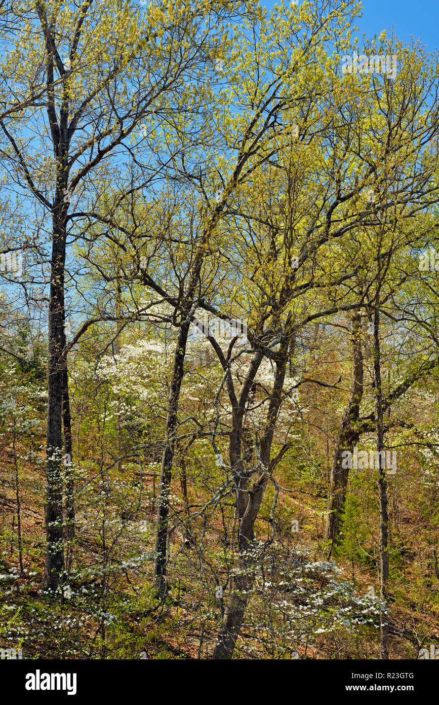 Spring foliage leafing out in deciduous trees, flowering dogwood, Ava ...