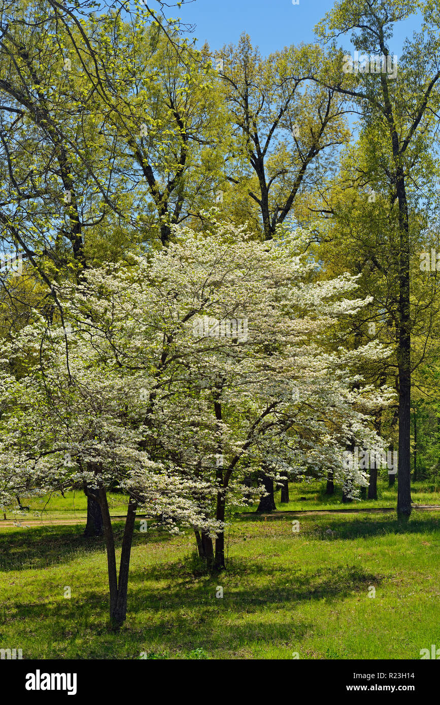Spring foliage leafing out in deciduous trees, flowering dogwood ...