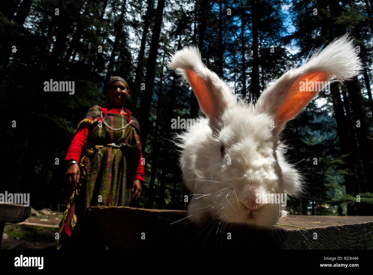 India, Himachal Pradesh, Manali: a huge white rabbit looks curiously at ...