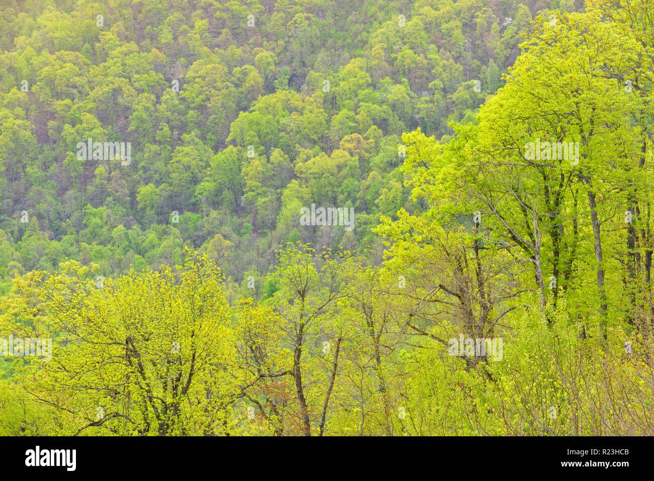 Deciduous temperate forest hi-res stock photography and images - Alamy