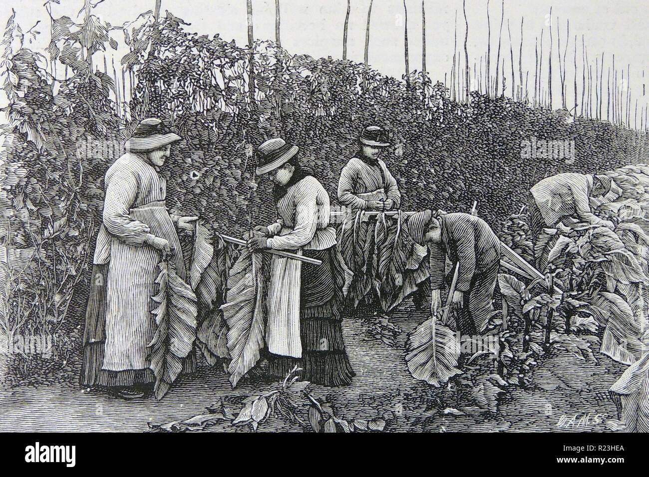 Growing tobacco in Kent, England: picking the leaf. Engraving London ...
