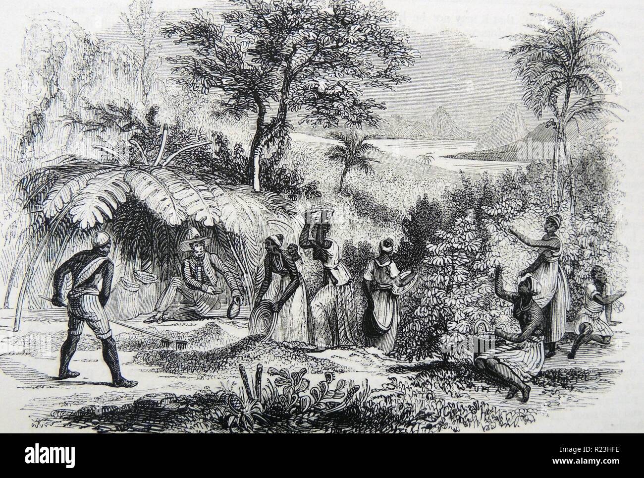 Food refreshments beverage coffee plantation brazil engraving london ...