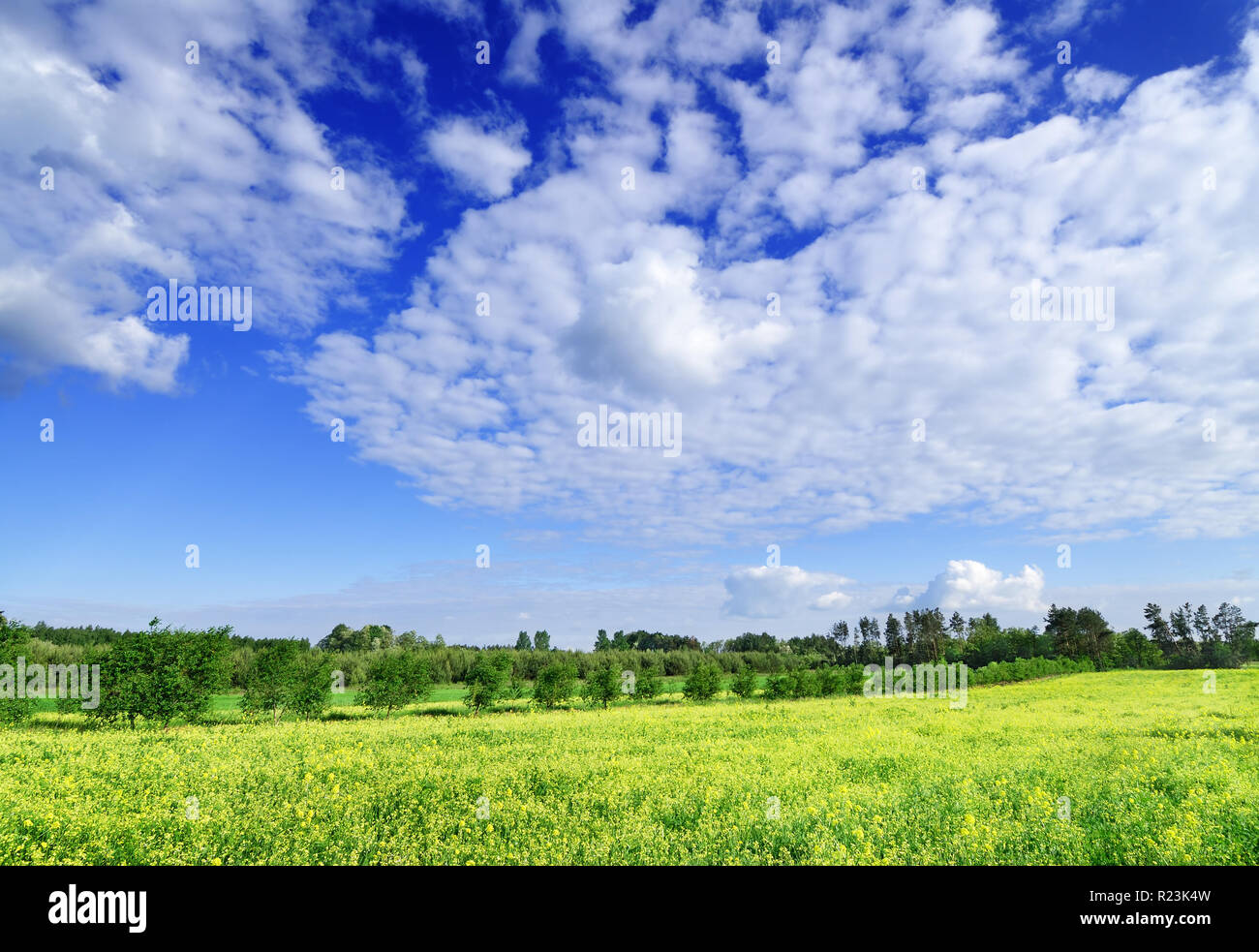 Spring landscape, view of green fields, blue sky and white clouds in ...