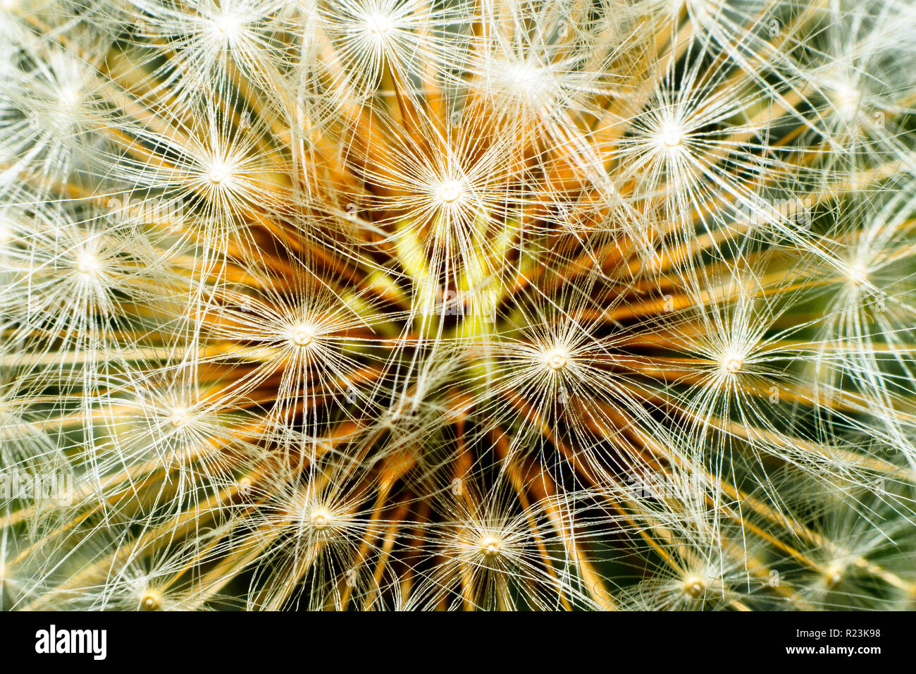 Dandelion taraxacum asteraceae close hi-res stock photography and ...
