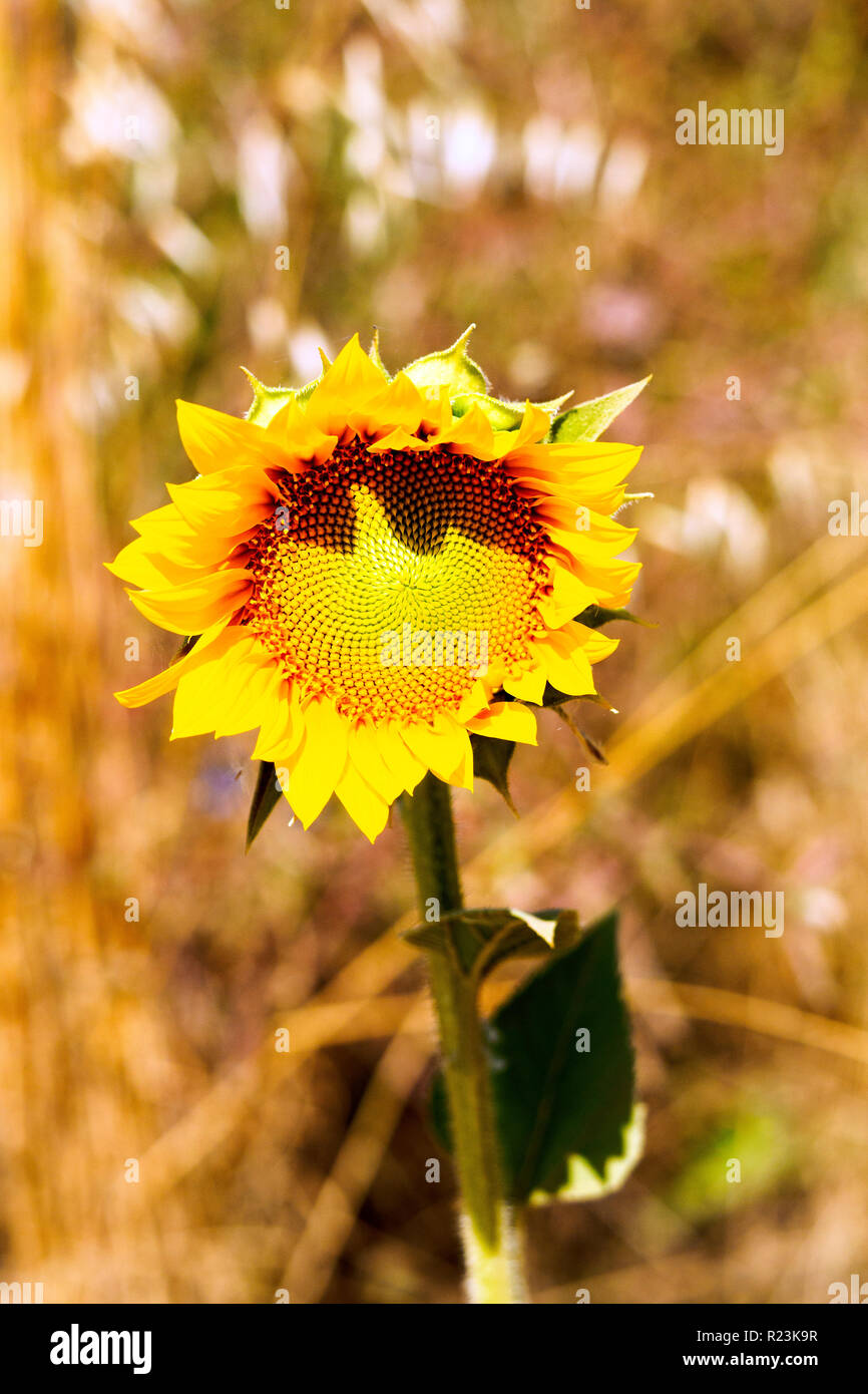 Helianthus asteraceae hi-res stock photography and images - Alamy