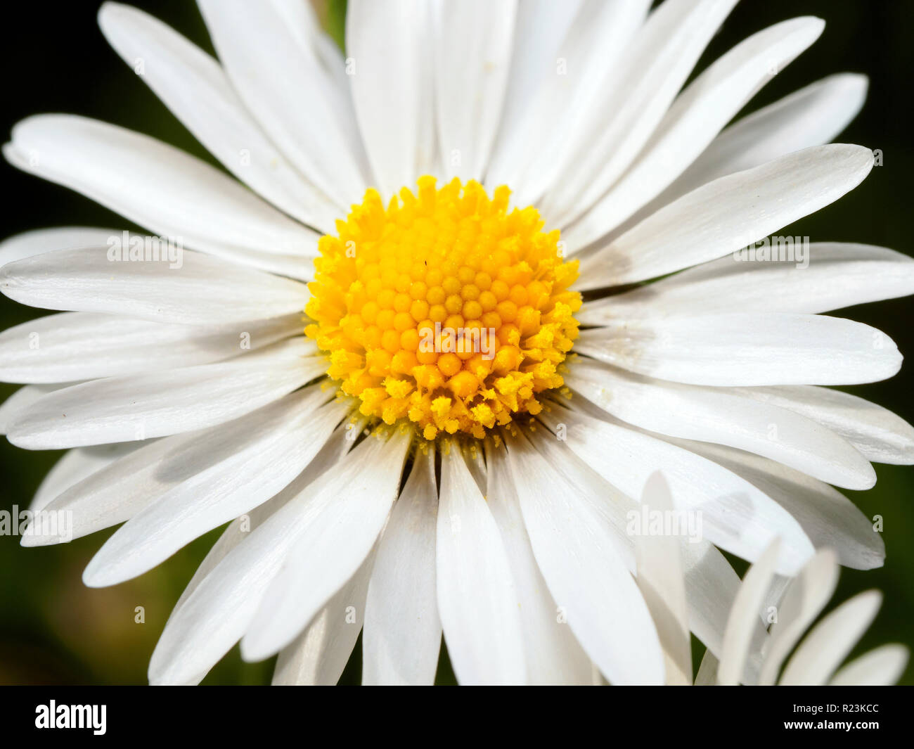Bellis perennis daisy Stock Photo - Alamy