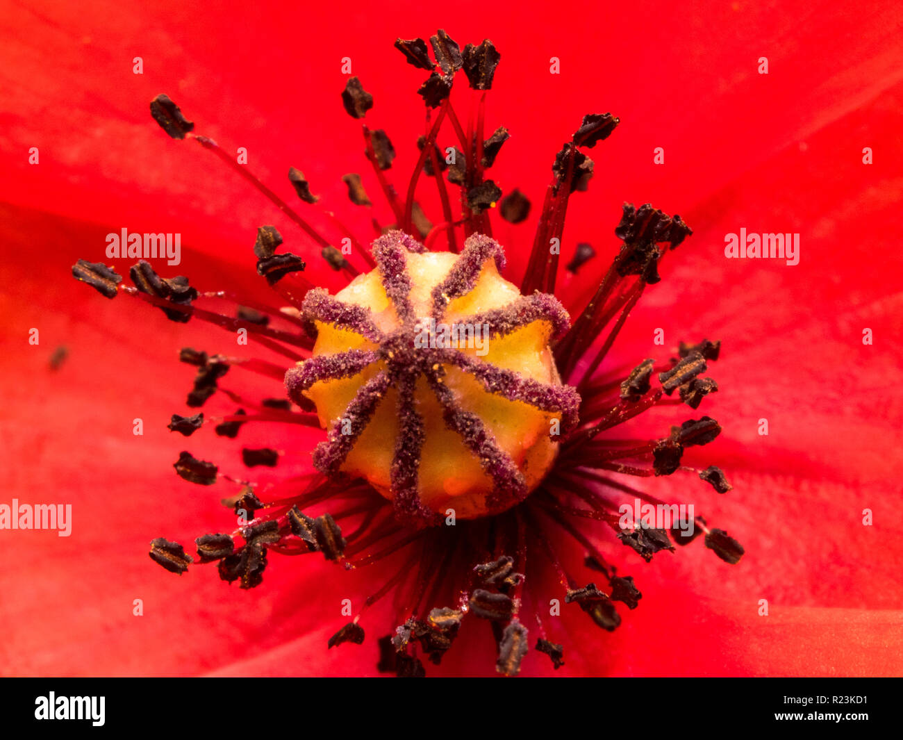 Poppy papaveraceae hi-res stock photography and images - Alamy
