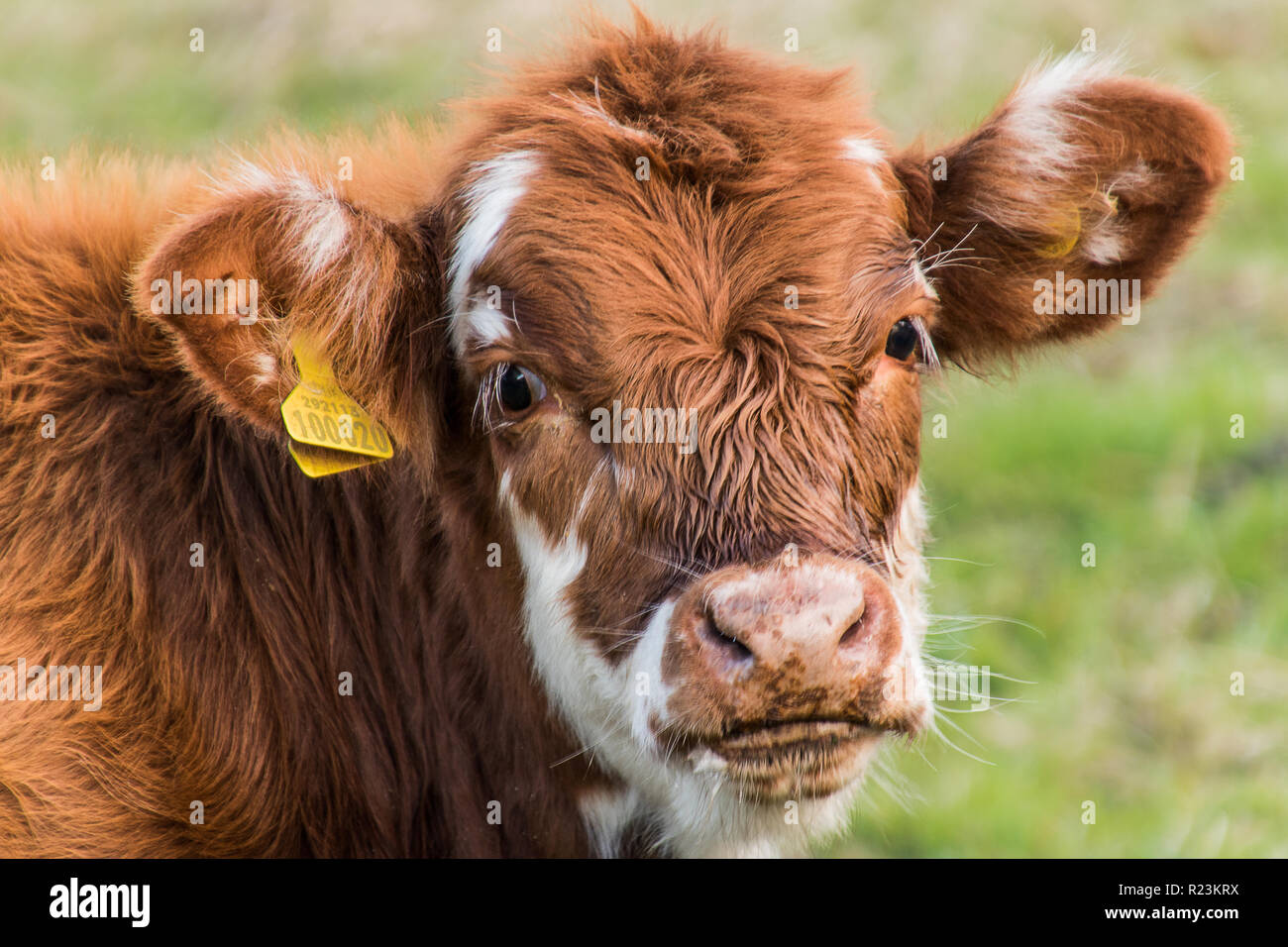 Highland Calf. A young calf ready and willing topose for the camera ...