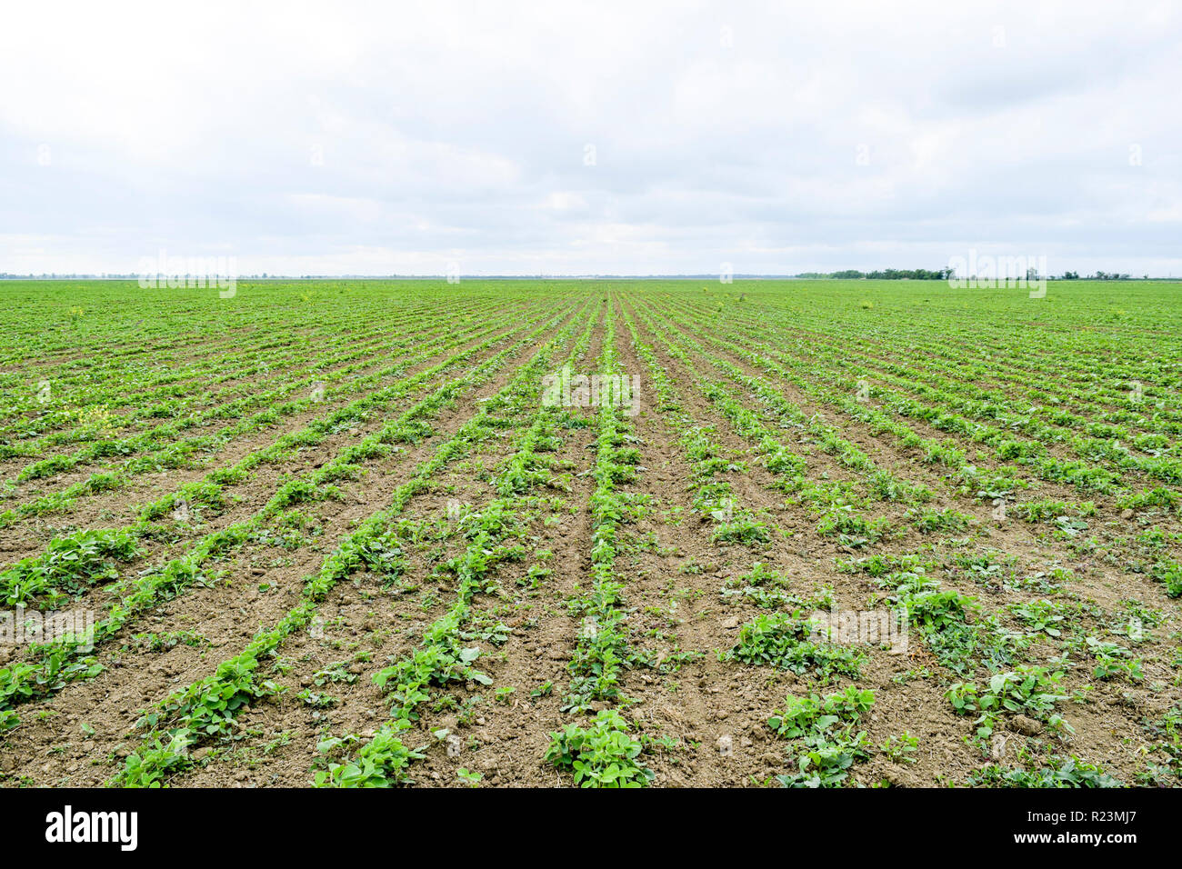 the Soy field Stock Photo - Alamy