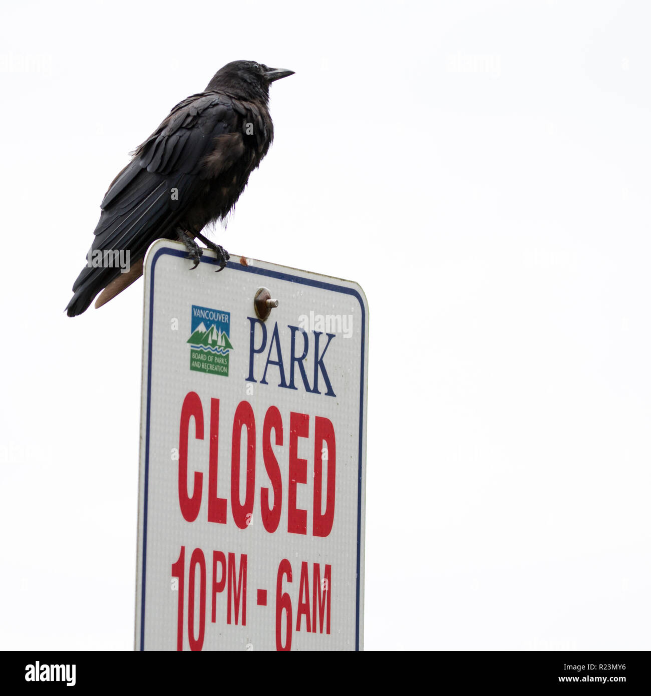 A single American crow sitting on a park sign in Stanley Park,Vancouver ...