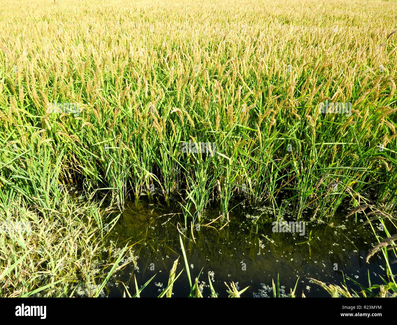 Field of rice in the rice paddies Stock Photo - Alamy