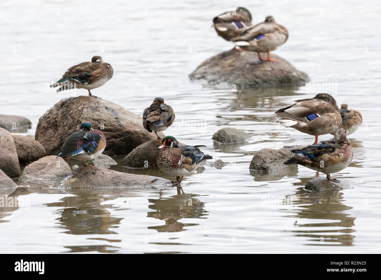 Wood ducks (Carolina ducks) and Mallard resting on the water's edge in ...