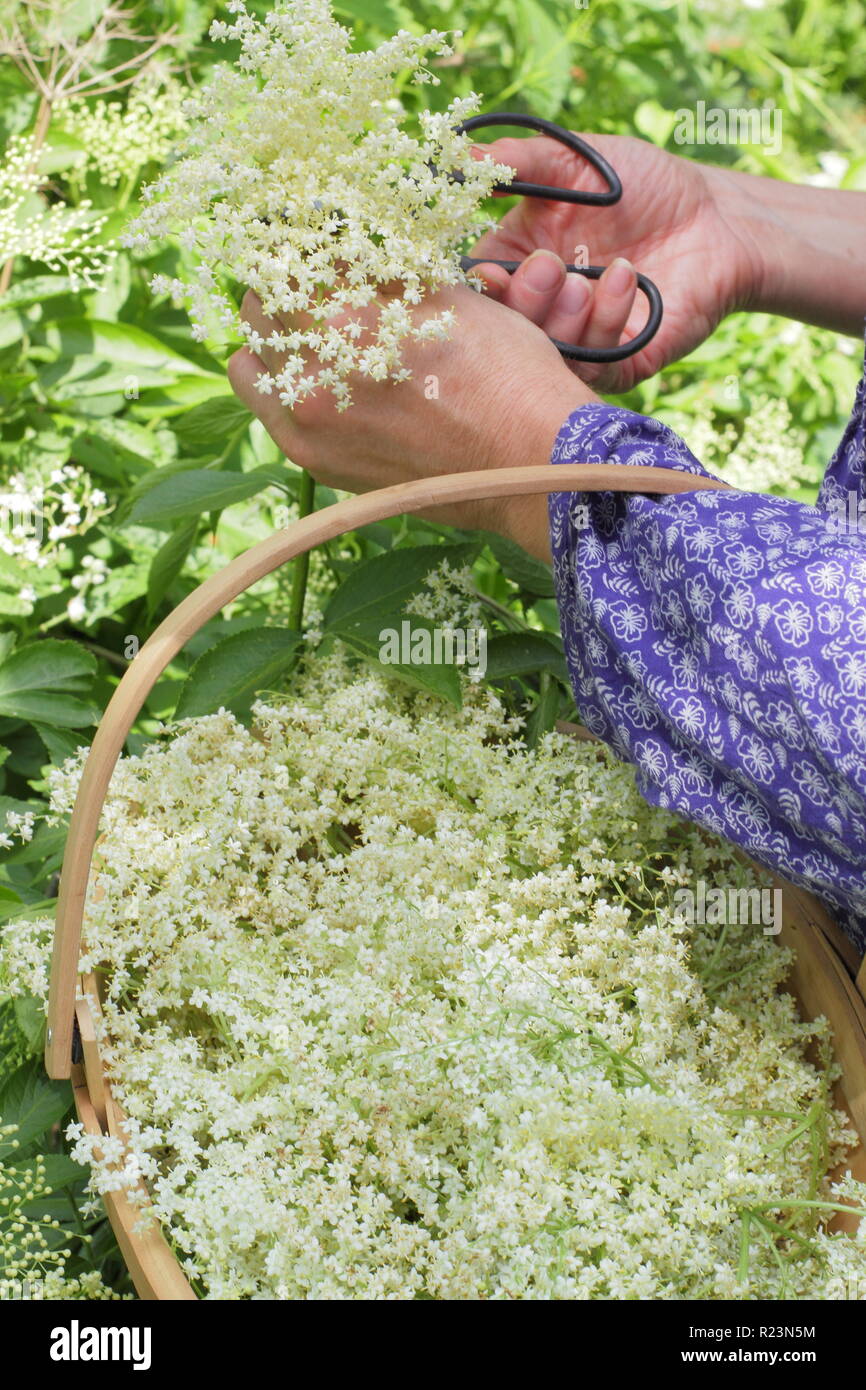 Sambucus nigra common elder hi-res stock photography and images - Alamy