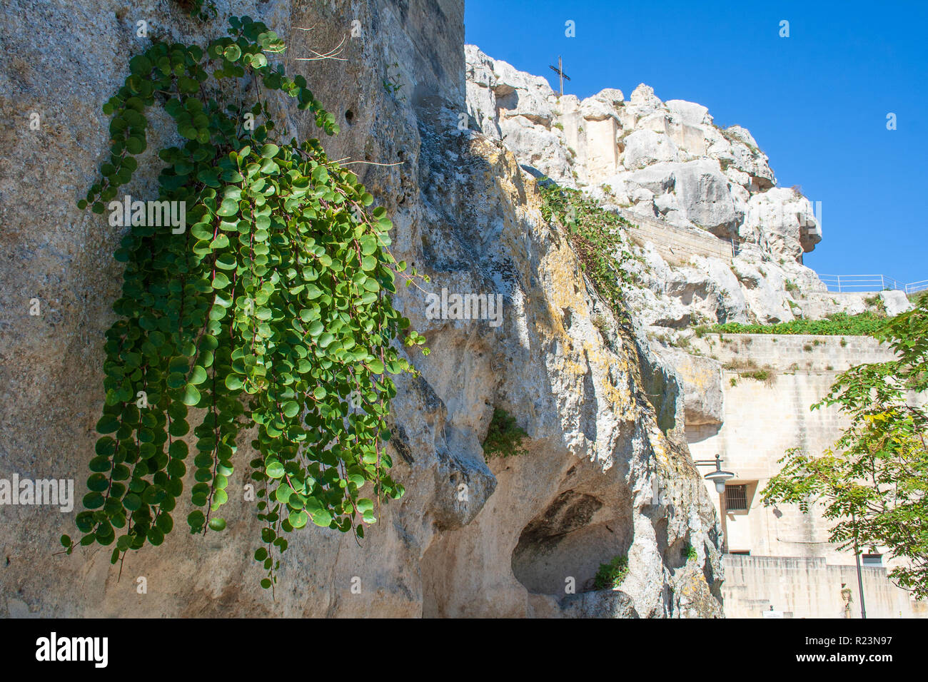Caper plant hi-res stock photography and images - Alamy
