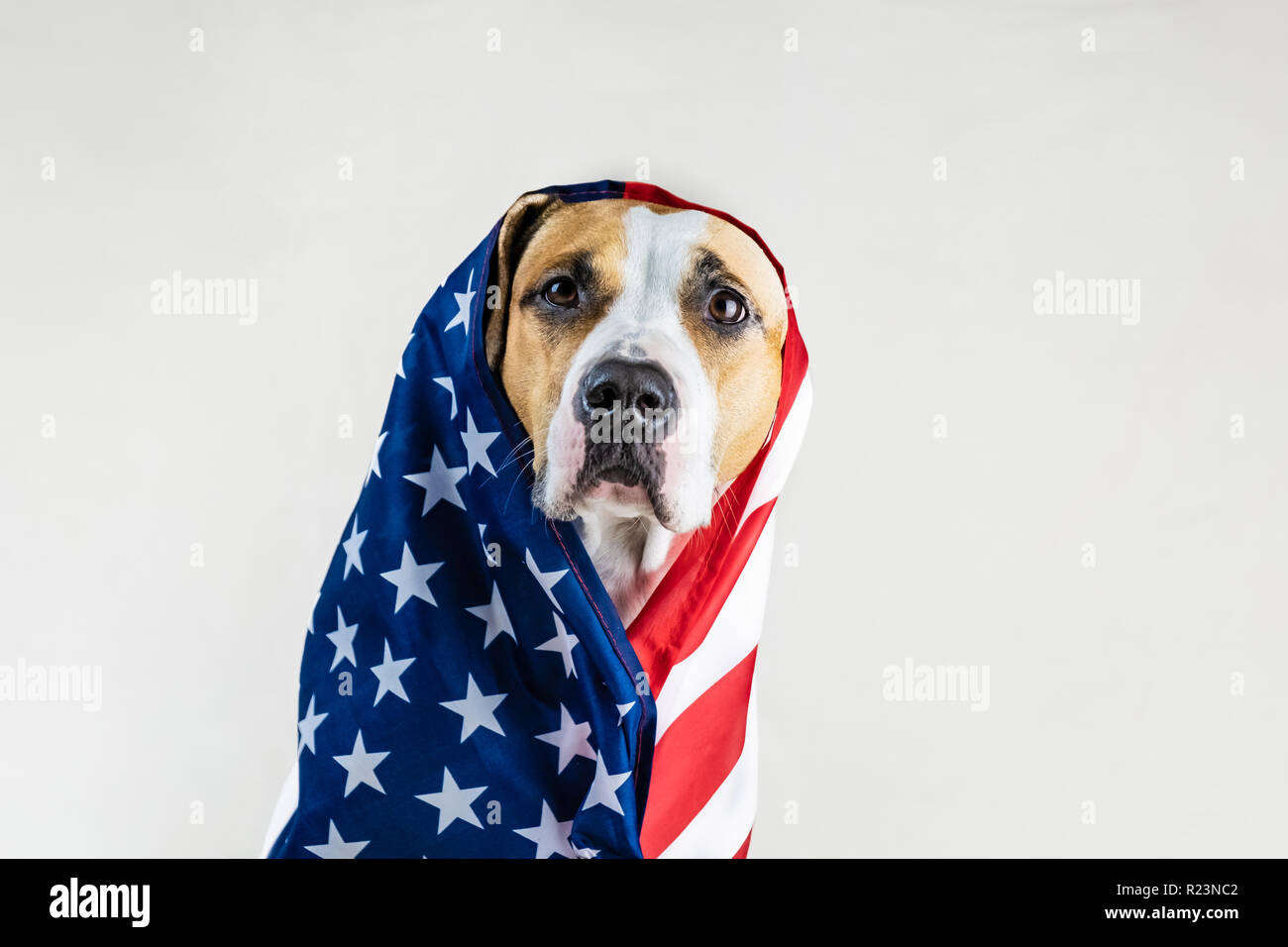 Patriotic Dog Tumblr