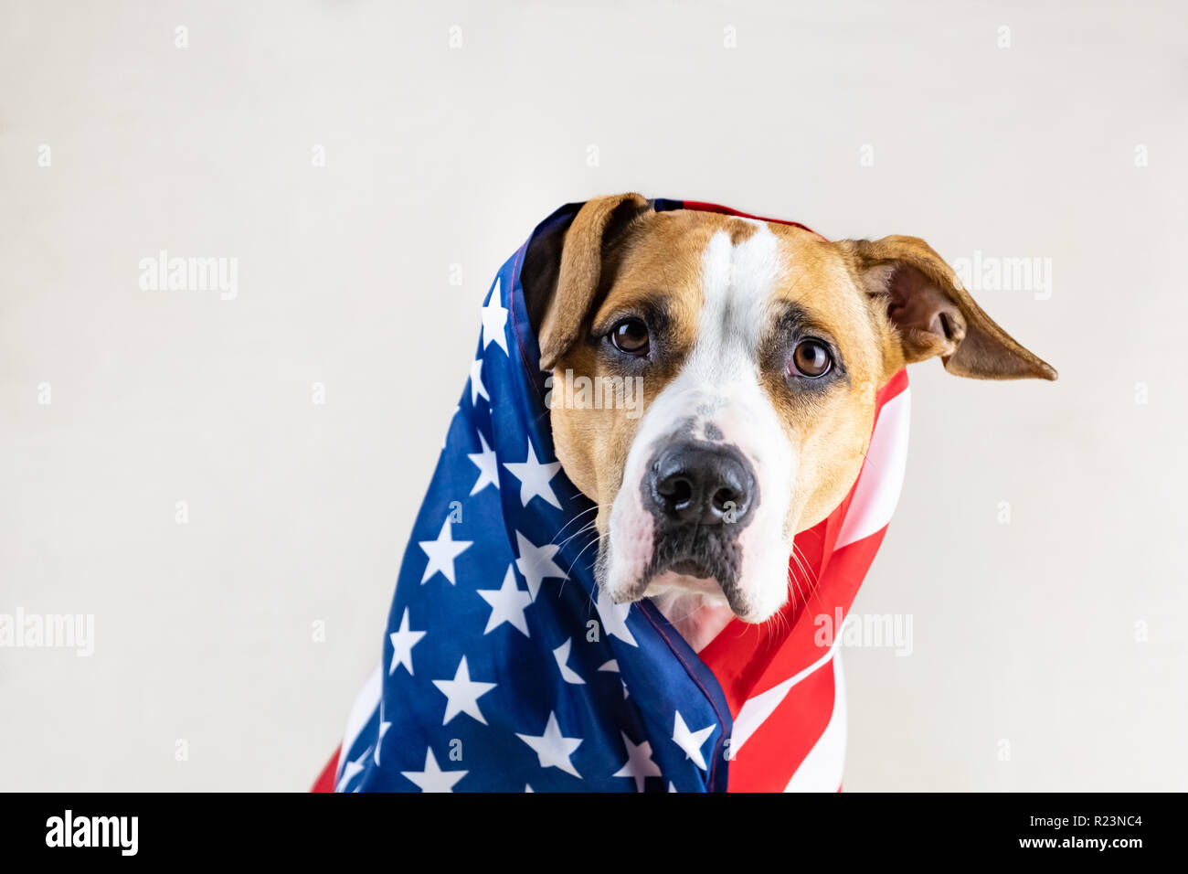American patriotic dog portrait. Funny staffordhire terrier wrapped in ...