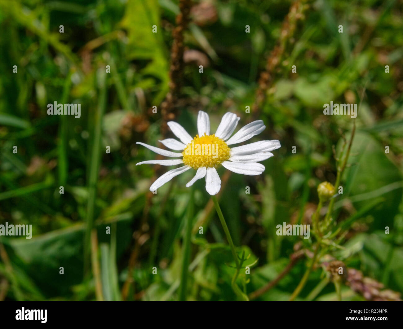 chamomile flower in summer on green grass background, Russia Stock ...