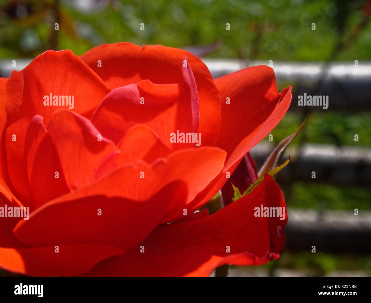 Russian wild flower hi-res stock photography and images - Alamy