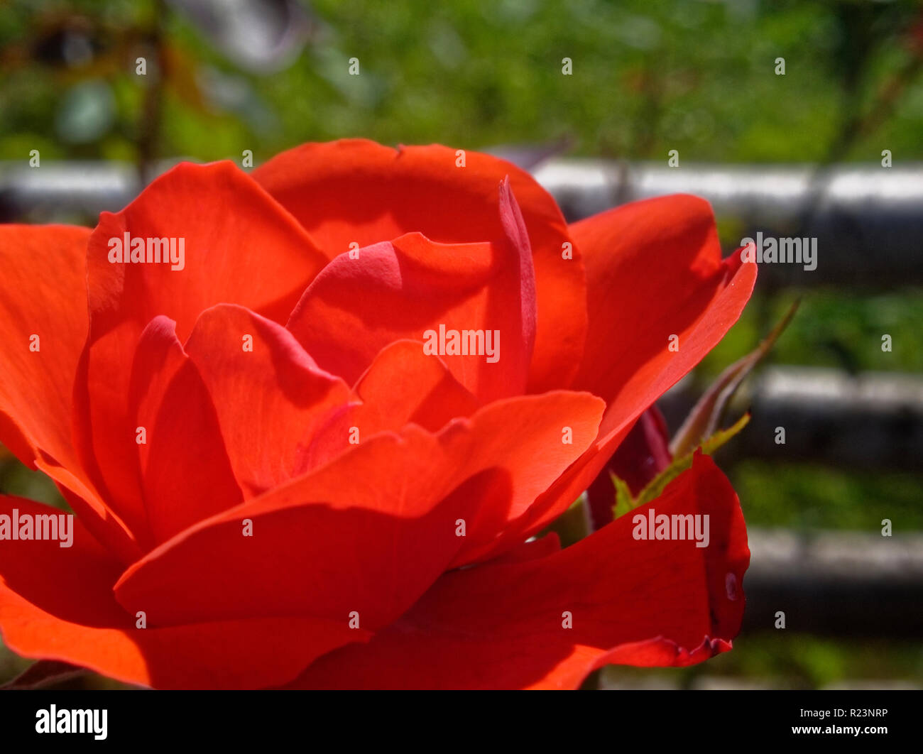 red rose flower in summer macro, Russia Stock Photo - Alamy