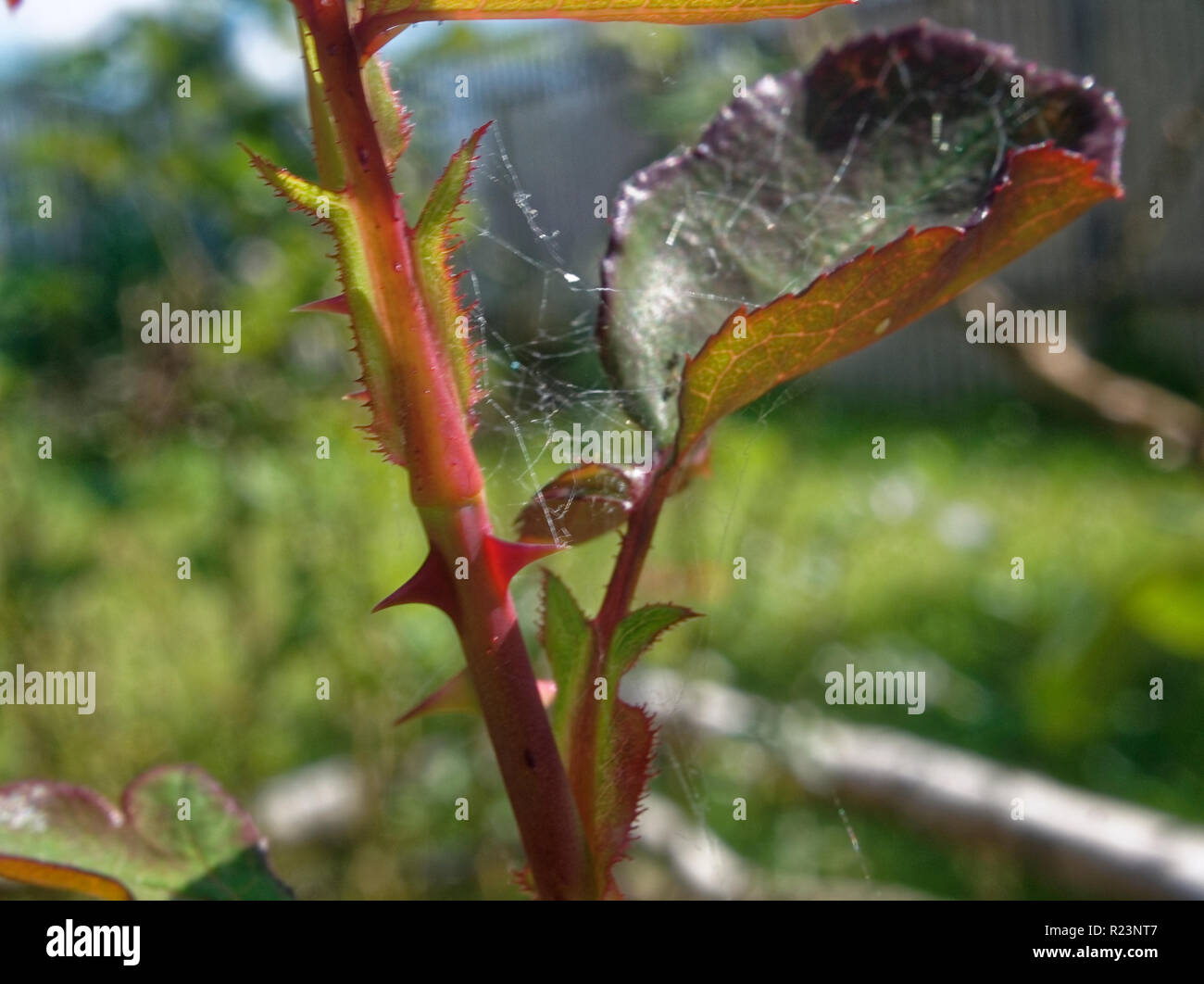 Tetranychus urticae hi-res stock photography and images - Alamy