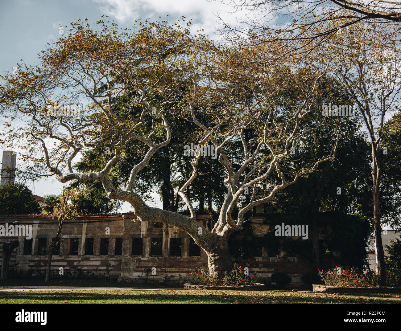 big tree in the garden of topkapi palace . istanbul turkey Stock Photo ...