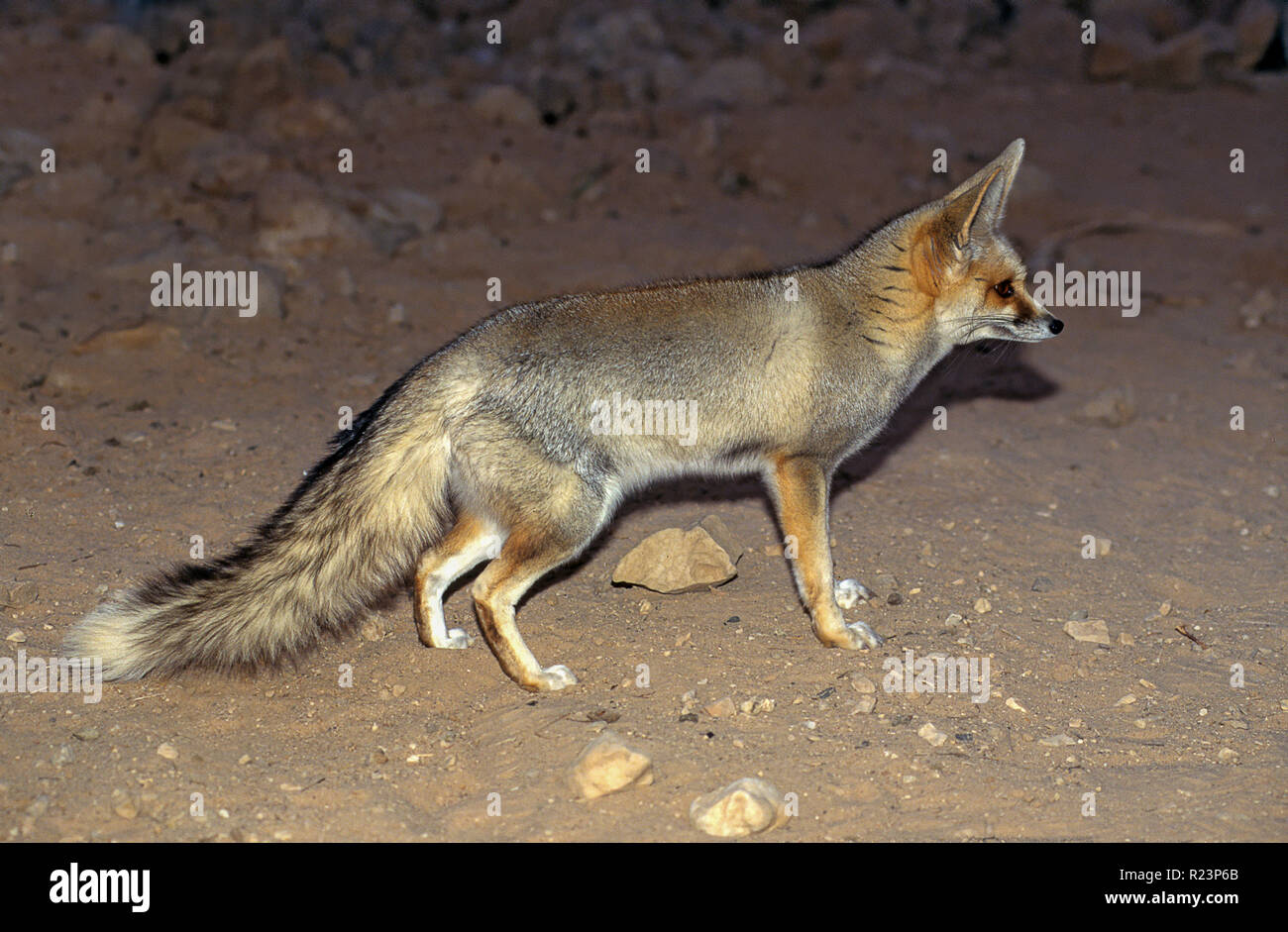Rüppell's fox (Vulpes rueppellii Stock Photo - Alamy