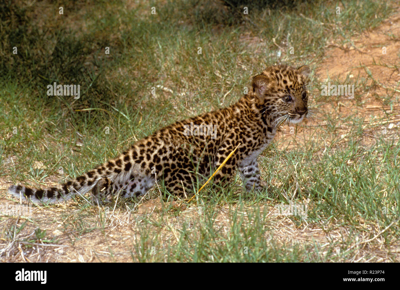 Arabian Leopard High Resolution Stock Photography and Images - Alamy