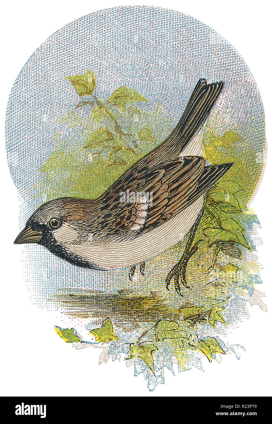 Vintage house sparrow hi-res stock photography and images - Alamy