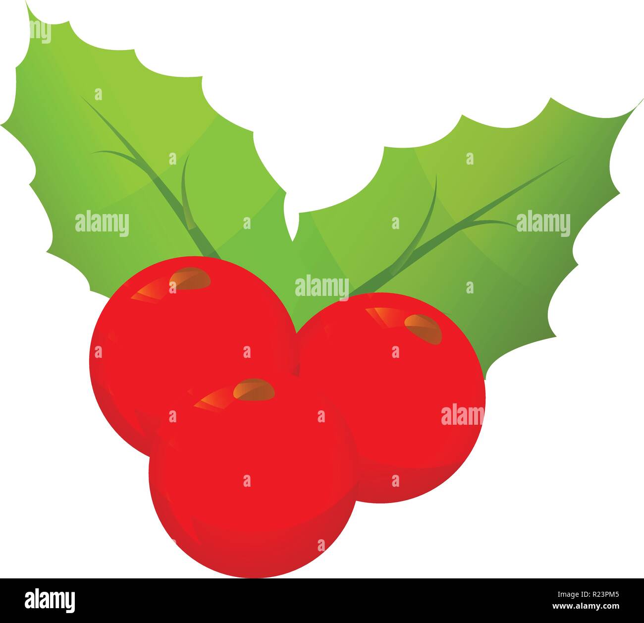 English holly tree Stock Vector Images - Alamy