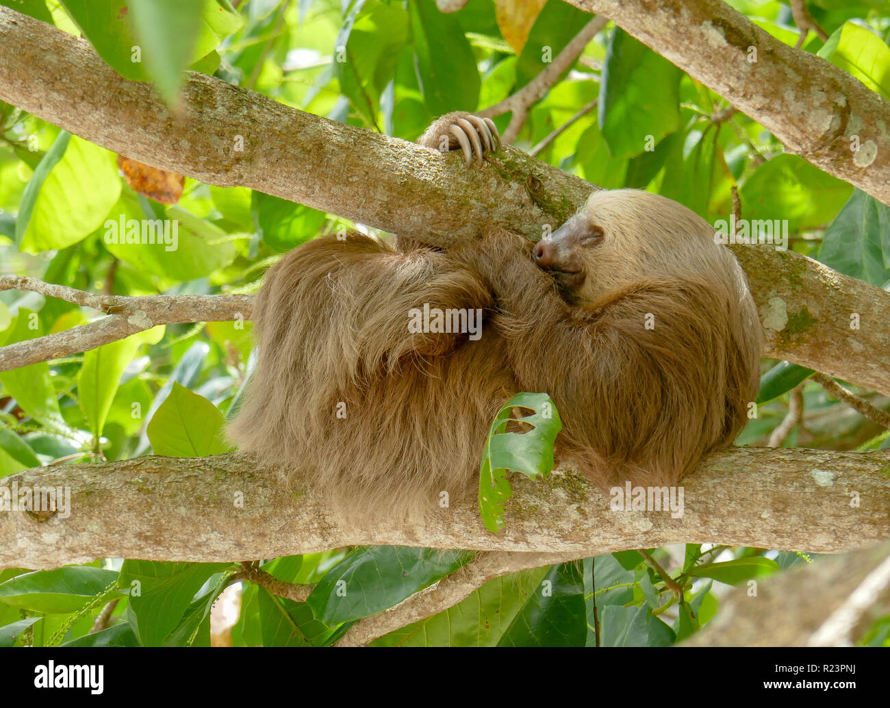 Sloth Tree Stock Photos & Sloth Tree Stock Images - Alamy