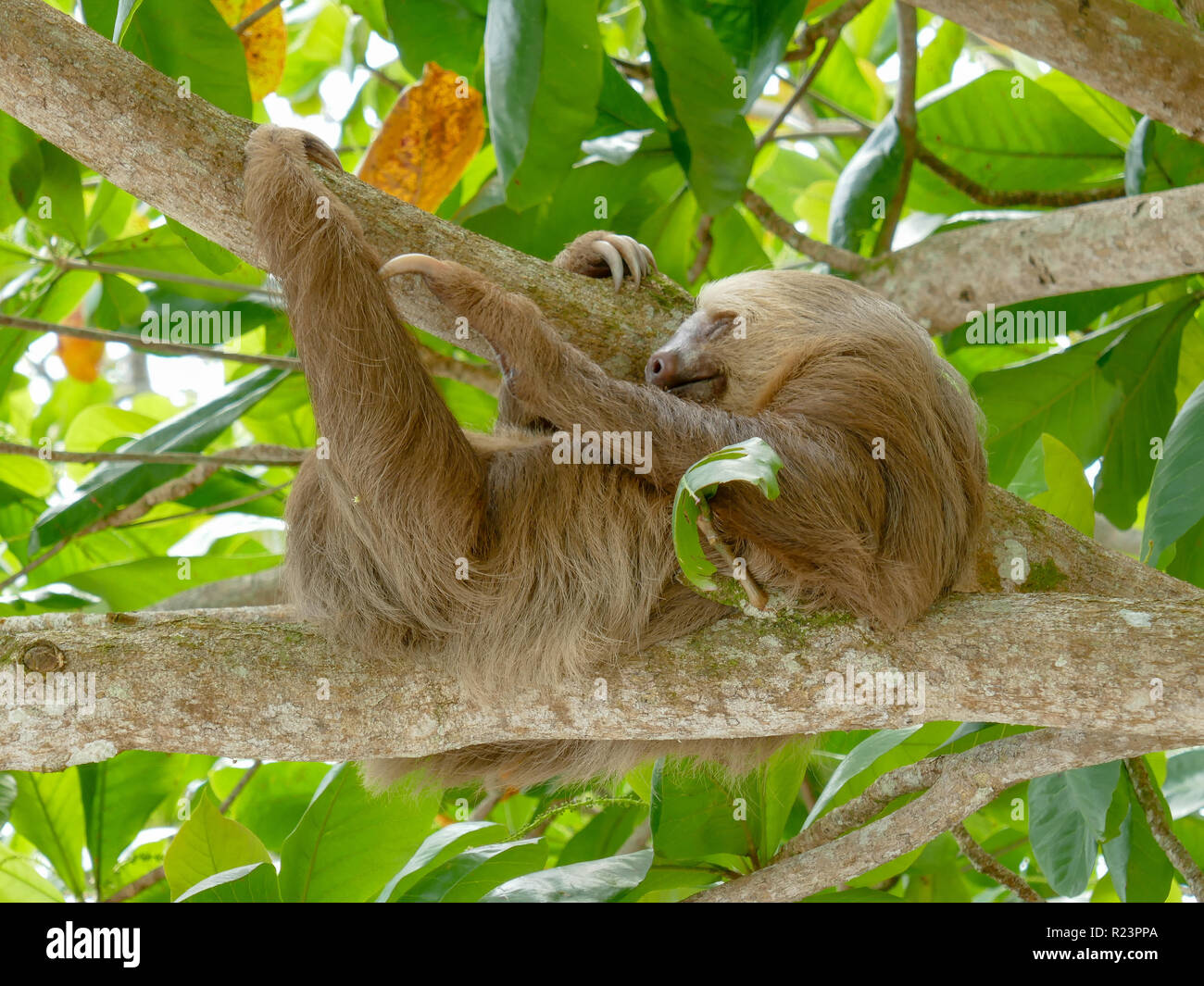Sloth Sleeping In Tree
