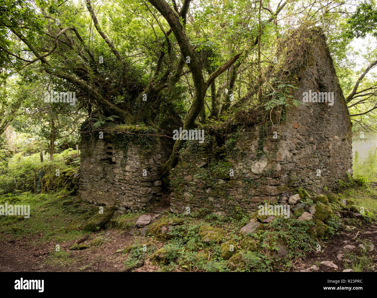 Mother Nature retaking her due. Tree growing out of ruins of rock house ...