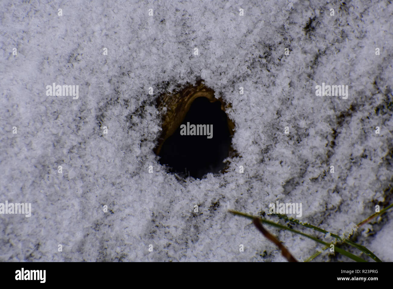 Hole in a cedar log. This was taken in Michigan, in the middle of the ...