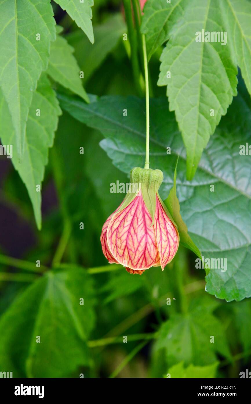 Bell lantern shaped flower hi-res stock photography and images - Alamy