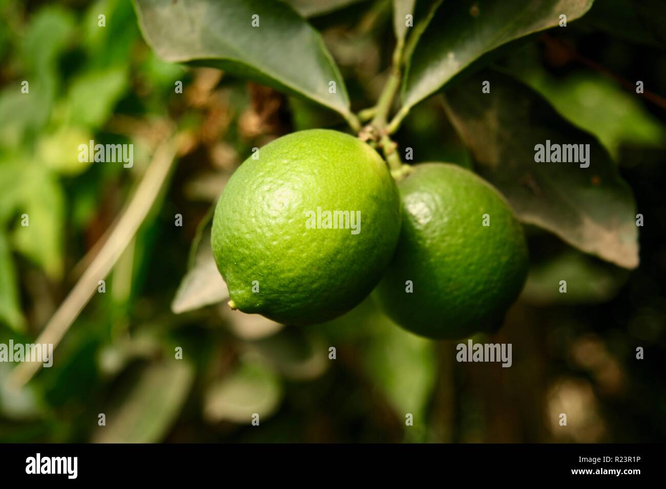 Garden lime hi-res stock photography and images - Alamy