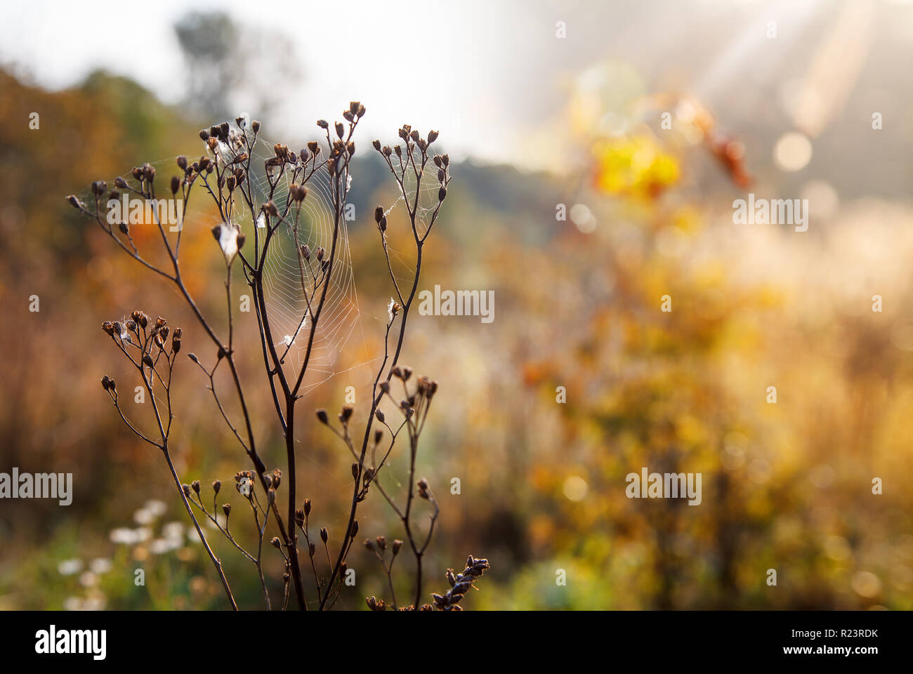 Cobweb not spider nature autumn beauty hi-res stock photography and ...