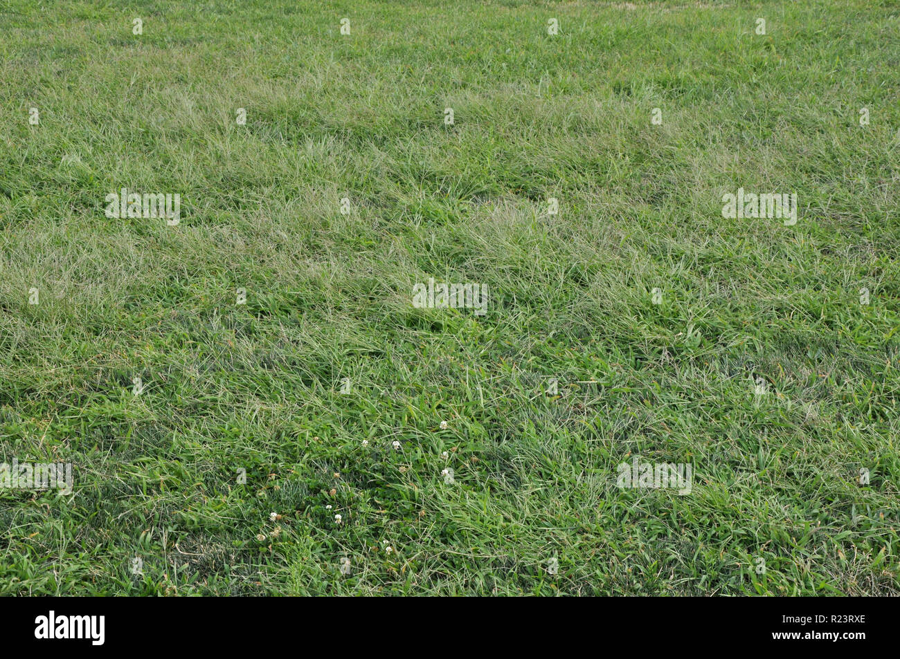Green grass horizontal background with several small white flowers ...