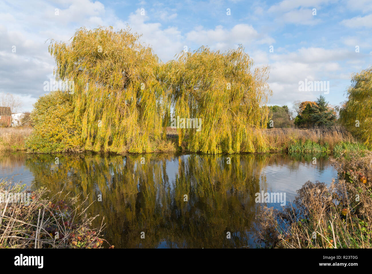Weeping willow trees hi-res stock photography and images - Alamy