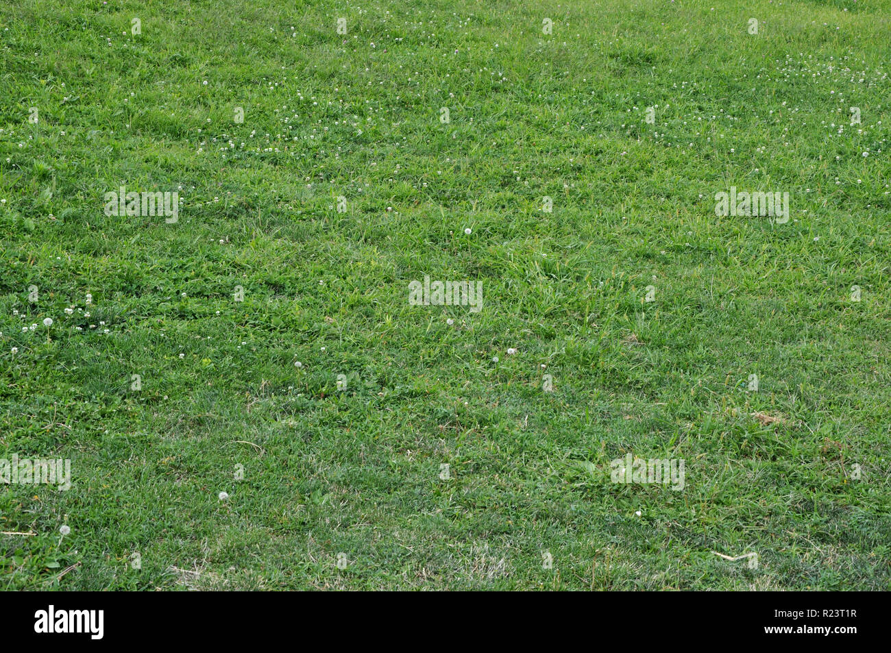 Green grass horizontal background with white flowers and dandelion seed ...