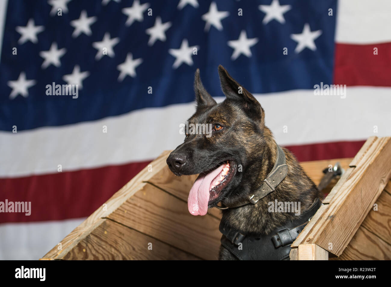 Dutch shepherd dog hi-res stock photography and images - Alamy