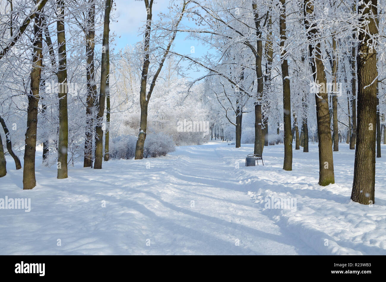 Natural landscape in the Park.On the ground and in the trees is a lot ...